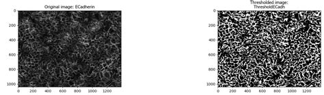 quantification of tight junctions using cellprofiler image analysis image sc forum