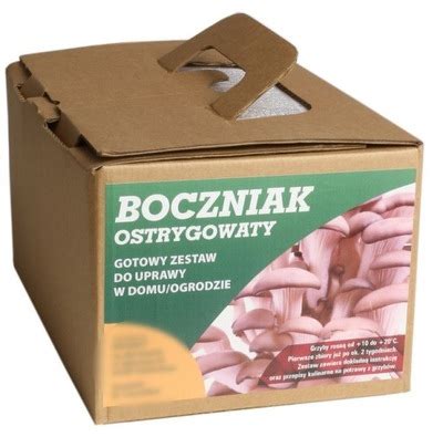 Grzybnia na kołkach Boczniak różowy 20szt 14056997466 Allegro pl