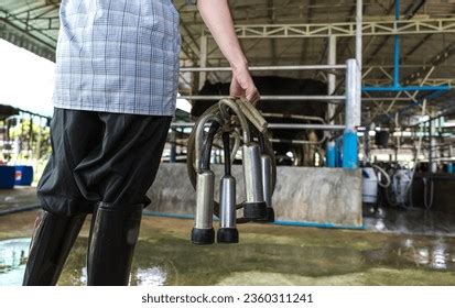 1 876 imágenes fotos de stock objetos en 3D y vectores sobre Cow back