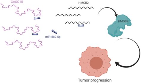 Tumor Promoting Long Non‐coding Rna Casc15 Affects Hmgb2 Expression By