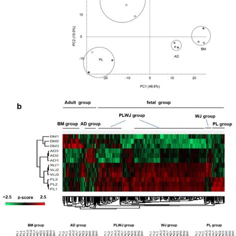 Classification Of Mesenchymal Stem Cells Mscs According To Secretome
