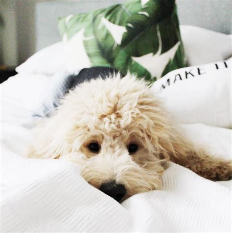 B A R K L E Y Barkleydoodles Instagram Photos And Videos Pup Instagram Photo Photo