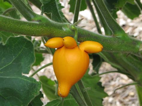 Plants That Look Like Boobs Progardentips