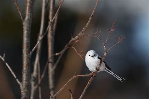 Canon Digic X Vs Digic 8 At Leona Freedman Blog