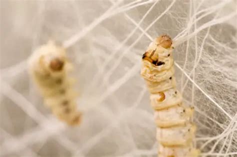 10 Interesting Silk Facts My Interesting Facts