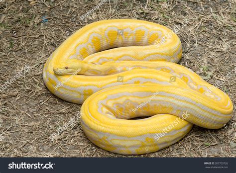 Reticulated Python Island Specis