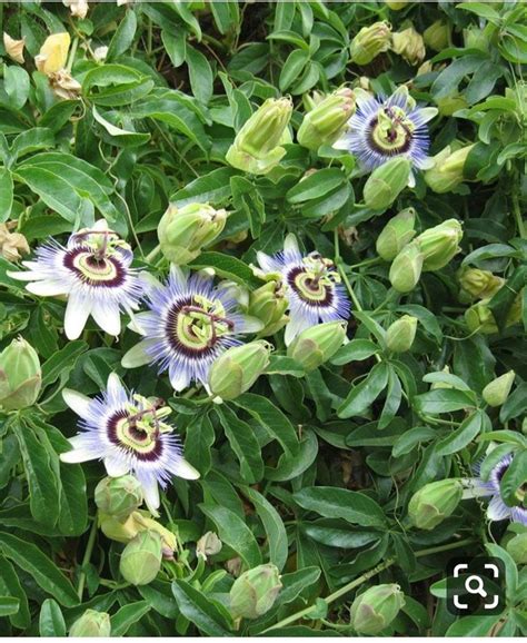 Passion Flower Pergola Blue Passion Flower Vine Passion Flower Plant