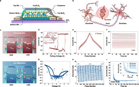 The Vdw Ferroelectric Memristor Device Structure And The Ferroionic Download Scientific Diagram
