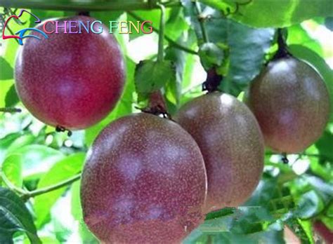 Organic Passion Fruit Passiflora Edulis Seeds