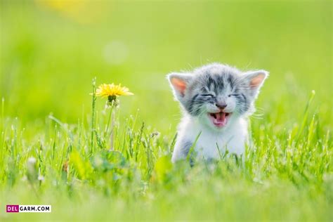 30 عکس پروفایل گربه های بانمک و دوست داشتنی