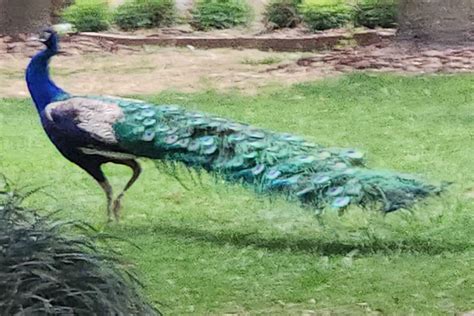 Strutting Like A Peacock Magnalia Homestead Foundation