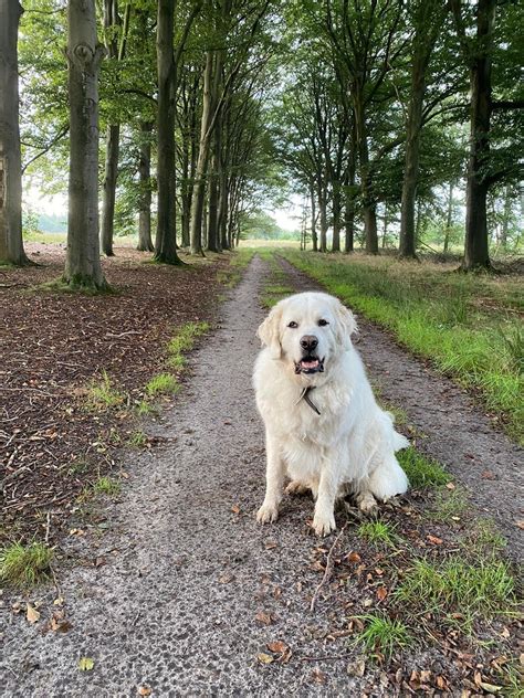 Ervaringen Met Dsdr Therapie