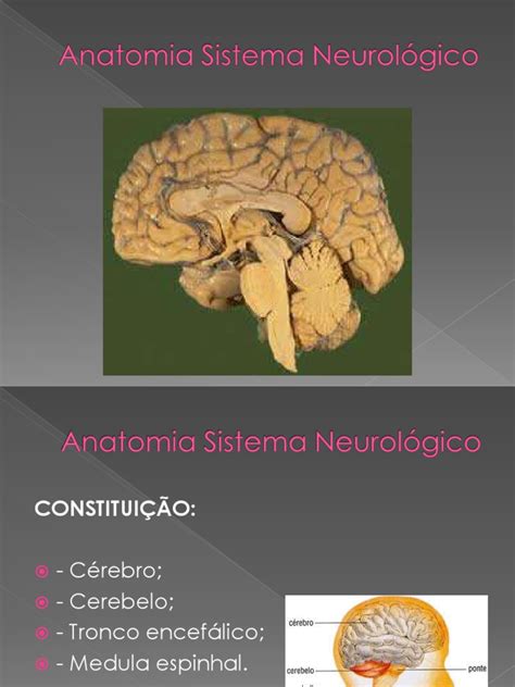Sistema Neurológico Pdf Sistema Nervoso Central Cérebro