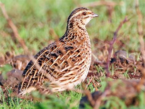 Quail
