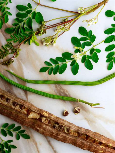 Moringa Tree Poppys Wild Kitchen
