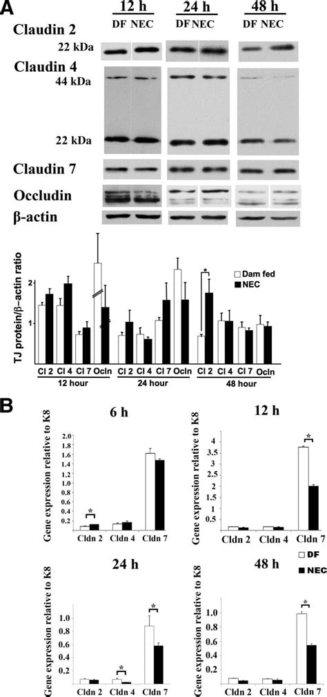 Occludin Antibody 42 2400