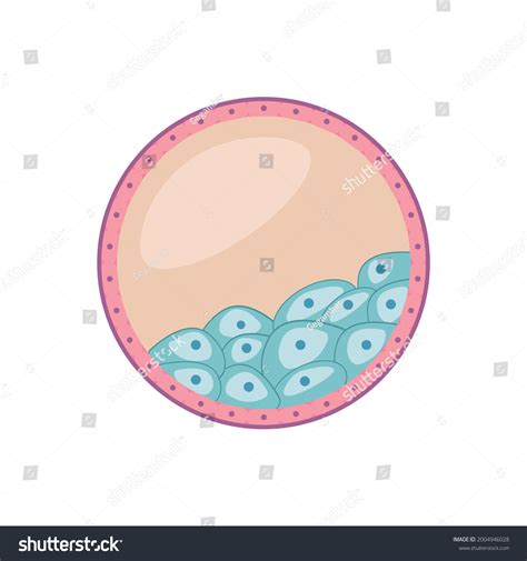 Early Blastocyst Images Stock Photos D Objects Vectors Shutterstock