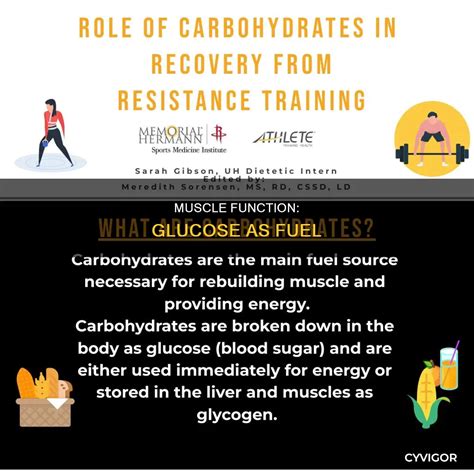 Muscle Function Glucose As Fuel Cyvigor