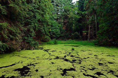 What Is Eutrophication Understanding The Impact On Aquatic Ecosystems