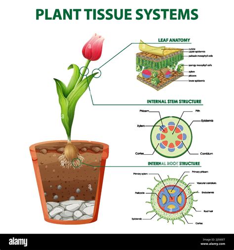 Plant Tissue Culture Diagram