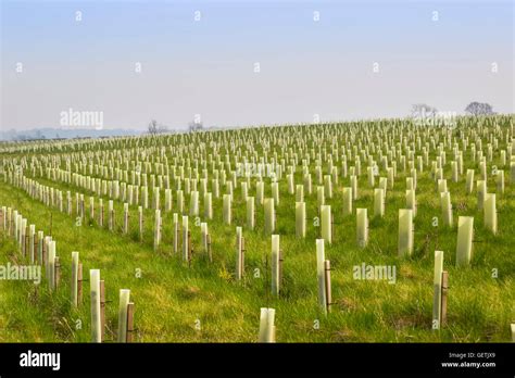 Tree Planting Uk Hi Res Stock Photography And Images Alamy