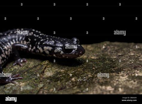 Plethodon Salamanders Hi Res Stock Photography And Images Alamy