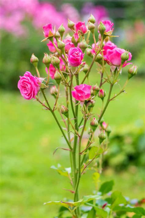 When To Fertilize Roses Your Guide To Thriving Blooms