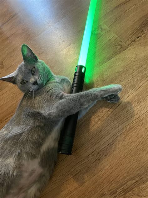 Cats With Lightsabers