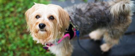 Morkie Mixed Dog Breed Pictures Characteristics Facts 45 Off