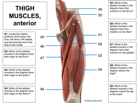 Muscles Diagram Quizlet