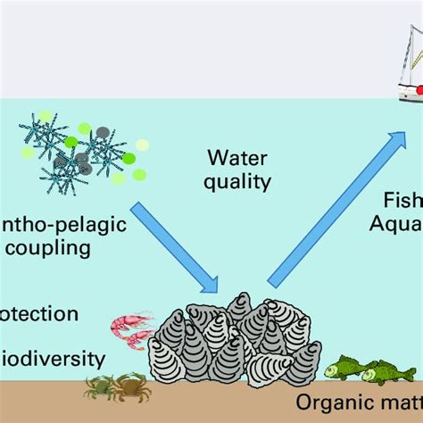 Diagram Of The Regulatory Ecosystem Services Provided By Bivalves