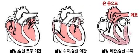 중2 과학 4 2 순환 심장의 구조와 기능 네이버 블로그