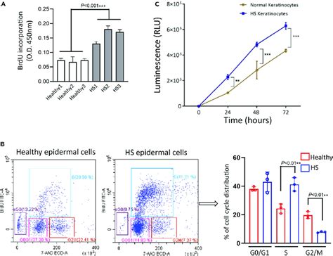 Enhanced Cell Proliferation In Hs Epidermis A Brdu Incorporation Was Download Scientific