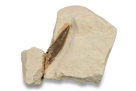 92 Fossil Polycotylid Plesiosaur Thililua Tooth Asfla Morocco