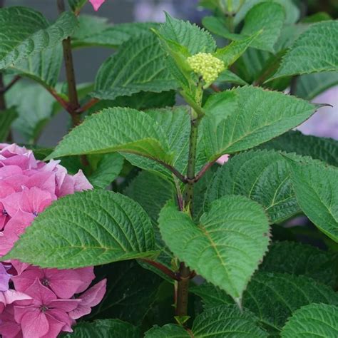 How To Identify Your Hydrangea Proven Winners Colorchoice Flowering