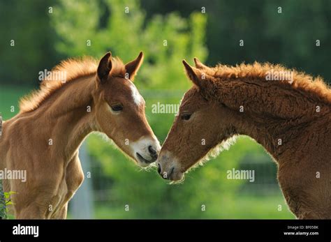 Meet The Bashkir Curly Horse Bashkir Curly Horse The Rarest Horse