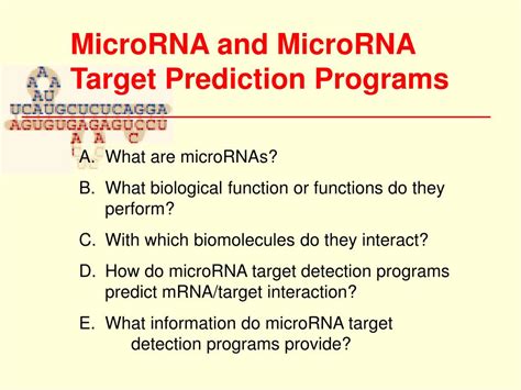 Ppt Microrna Target Prediction Using Muscle Atrophy Genes As Models Powerpoint Presentation