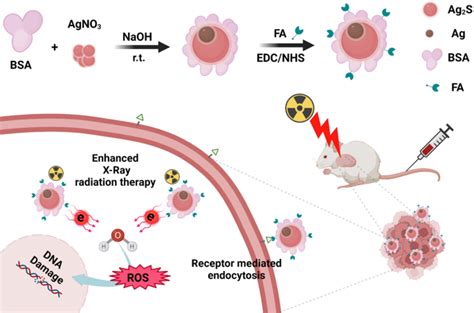 通过生物矿化方法轻松制备银基放射增敏剂，用于增强体内乳腺癌放射治疗 Scientific Reports X Mol