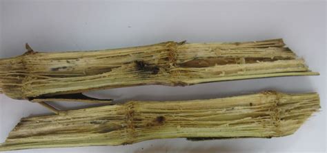 Project Fusarium Stalk Rot Inoculation
