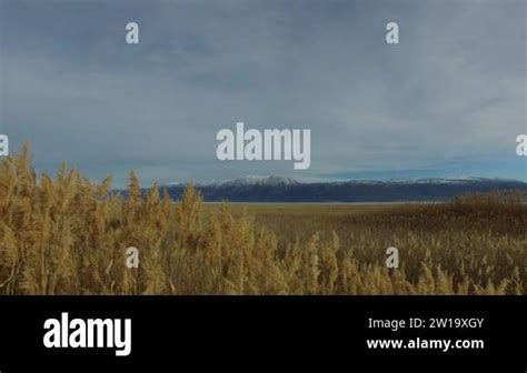 Grass Like Plants Stock Videos And Footage Hd And 4k Video Clips Alamy