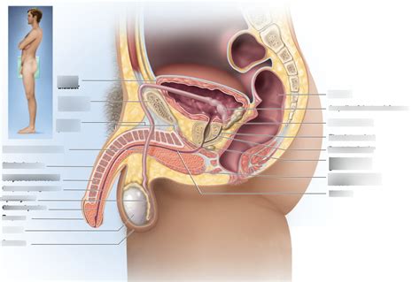 Diagram Of Male Sex Organs Diagram Quizlet
