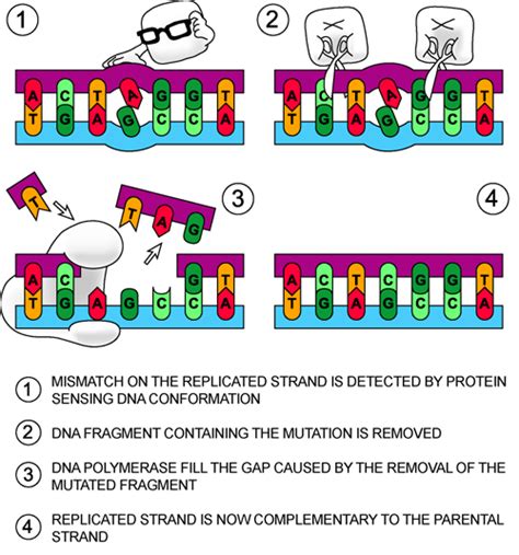 Biology Replication Shmoop Biology