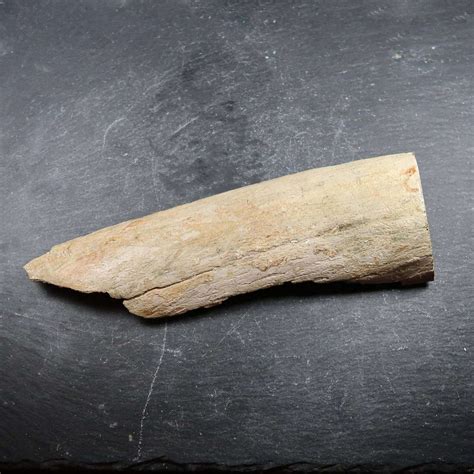 Ice Age Fossils Buy Ice Age Fossil Specimens Online Uk