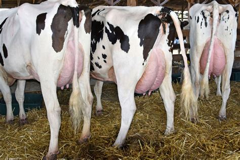 Size Matters Halting The Trend Towards Bigger Dairy Cows Dairy Global