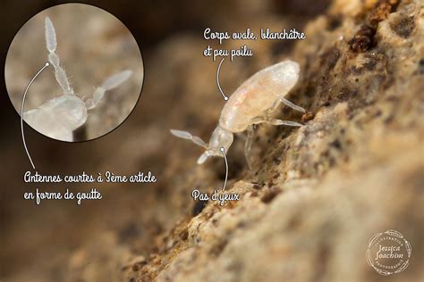 Cyphoderus Sp Les Carnets Nature De Jessica Photographie Et