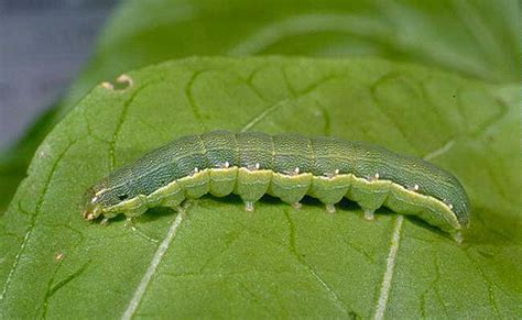 Beet Armyworm Mississippi Crop Situation