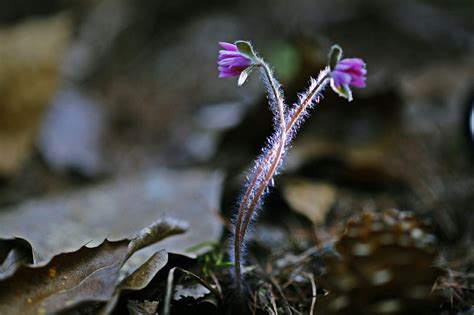 Today Poem 풀꽃 자세히 보아야 예쁘다 오래 보아야 사랑스럽다 너도 그렇다 시인 나태주 1945