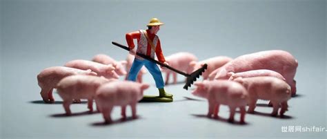 不到9元不卖猪！二次育肥四起，养户看好下半年行情 世展网