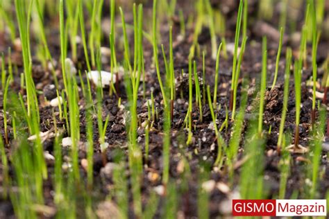 Rasen anlegen Anleitung Tipps für den neuen Rasen Heim Garten