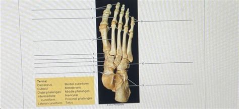 Solved Terms Calcaneus Cuboid Distal Phalanges Intermediate